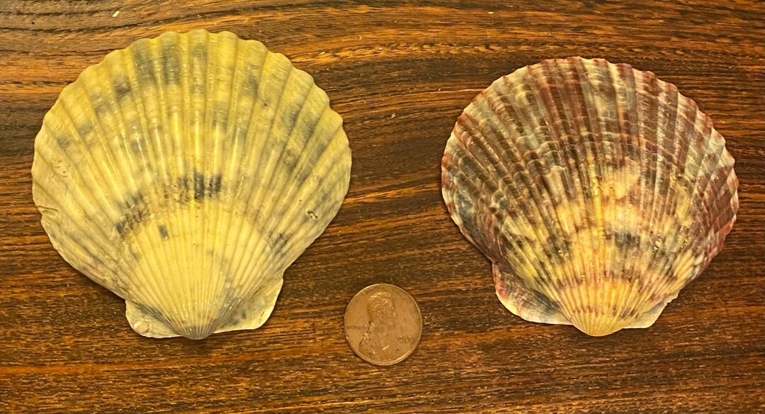 Two Jumbo Scallop Shells - Etsy