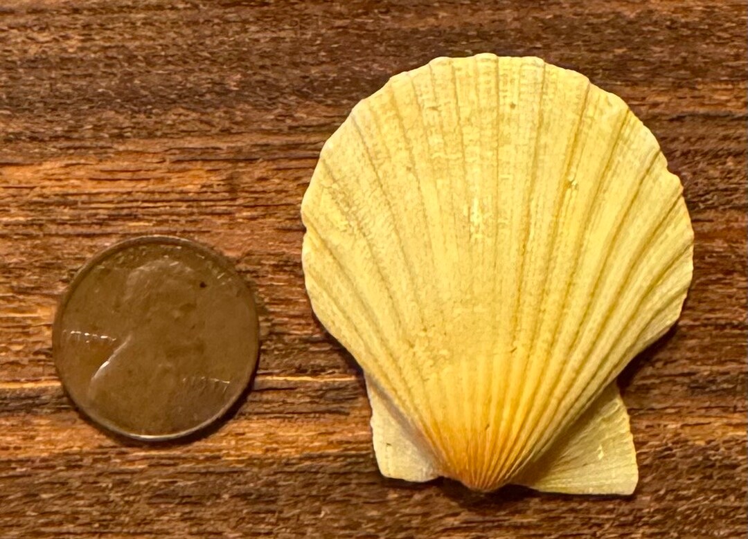 Medium Gold Sunburst Scallop Shell - Etsy