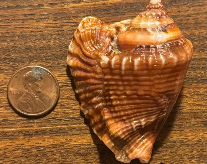 Rare Bronze Hawkwing Conch - Etsy