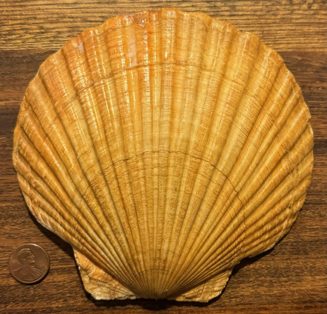 Giant Scallop Shell - Etsy