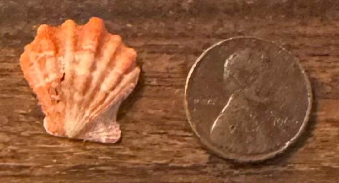 A Micro Lion's Paw Shell - Etsy