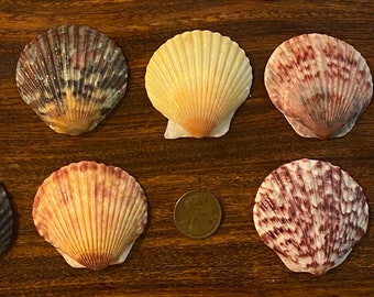 SouthFloridaShells - Etsy