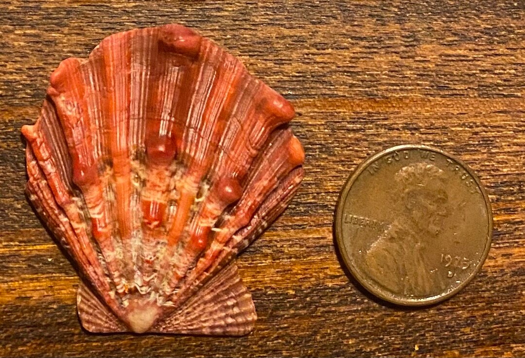 A Small Lion's Paw Shell - Etsy