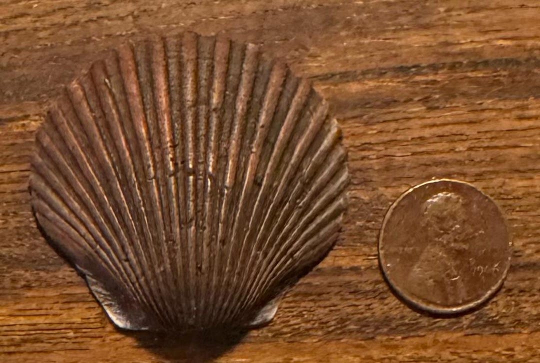 An Excellent Maroon Scallop Shell - Etsy