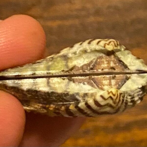 Turkey Wing Shells - Etsy