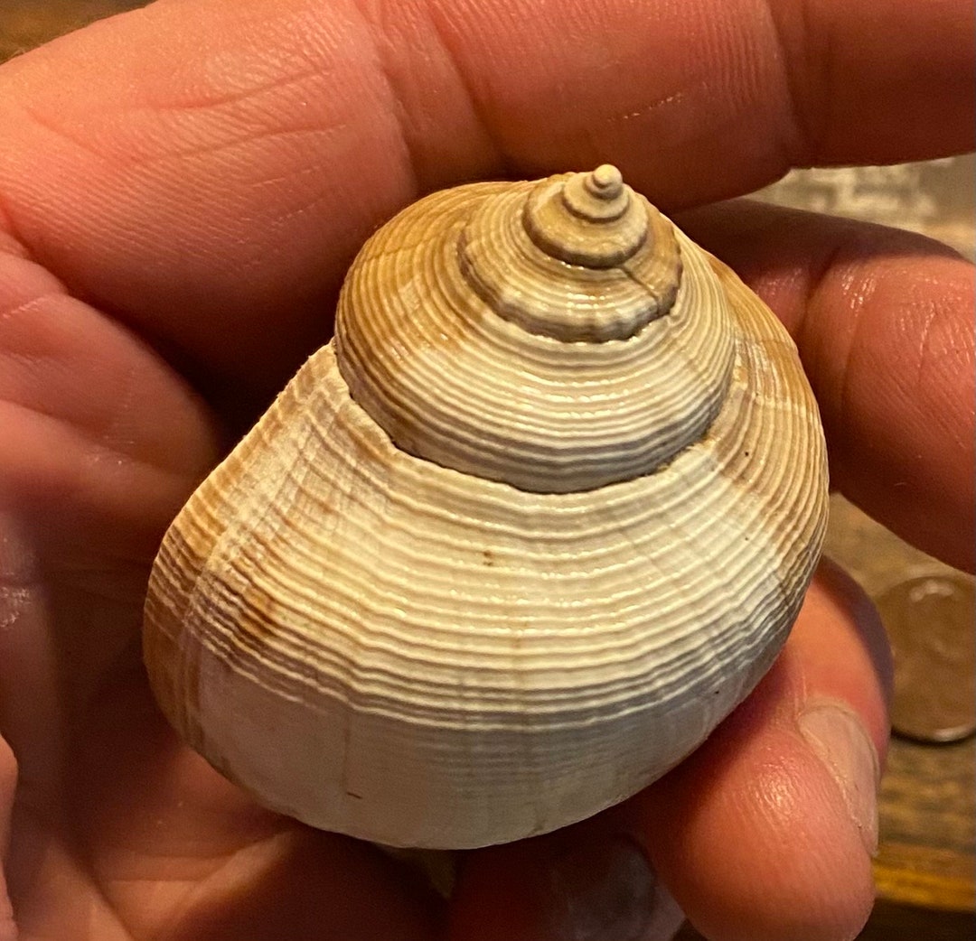 Medium Stained Archaic Whelk Shell - Etsy