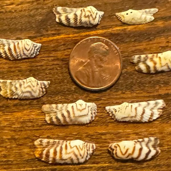 Turkey Wing Shells - Etsy