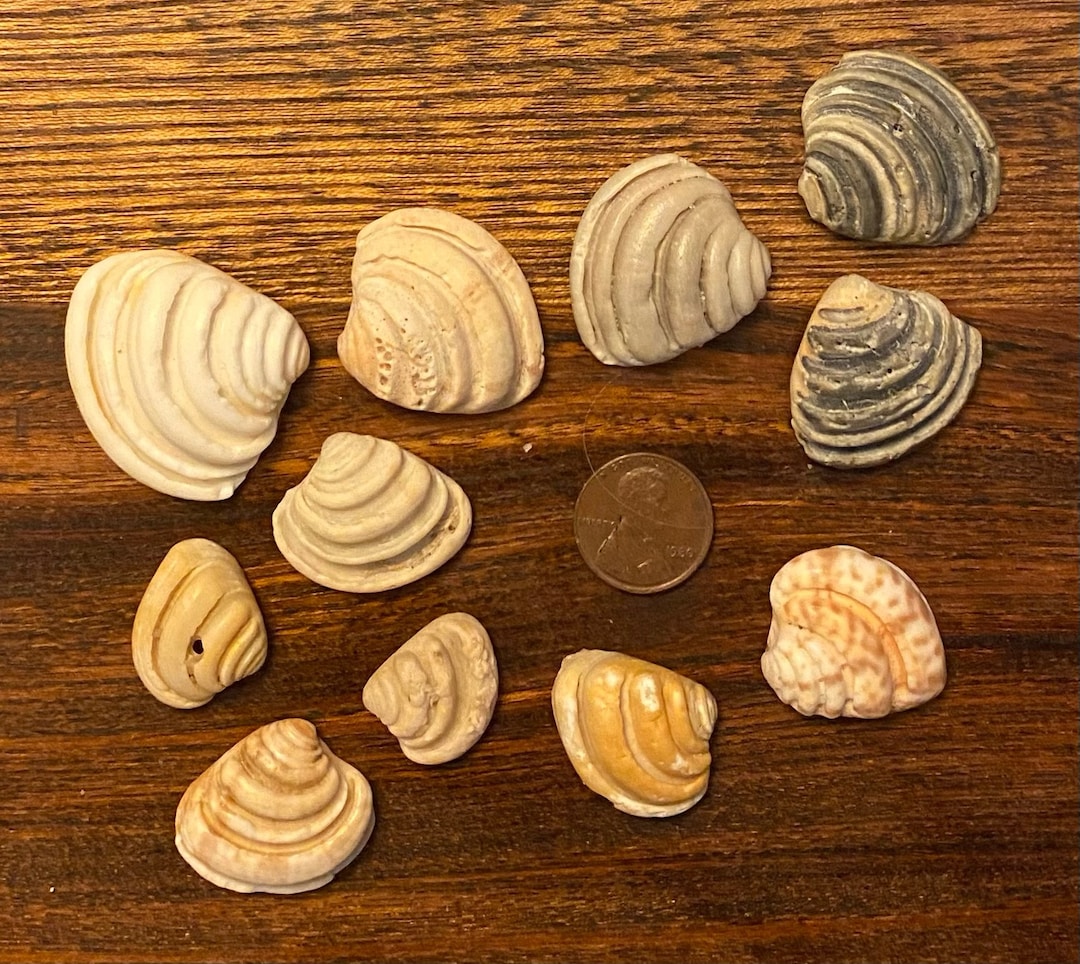 Eleven Imperial Venus Shells - Etsy