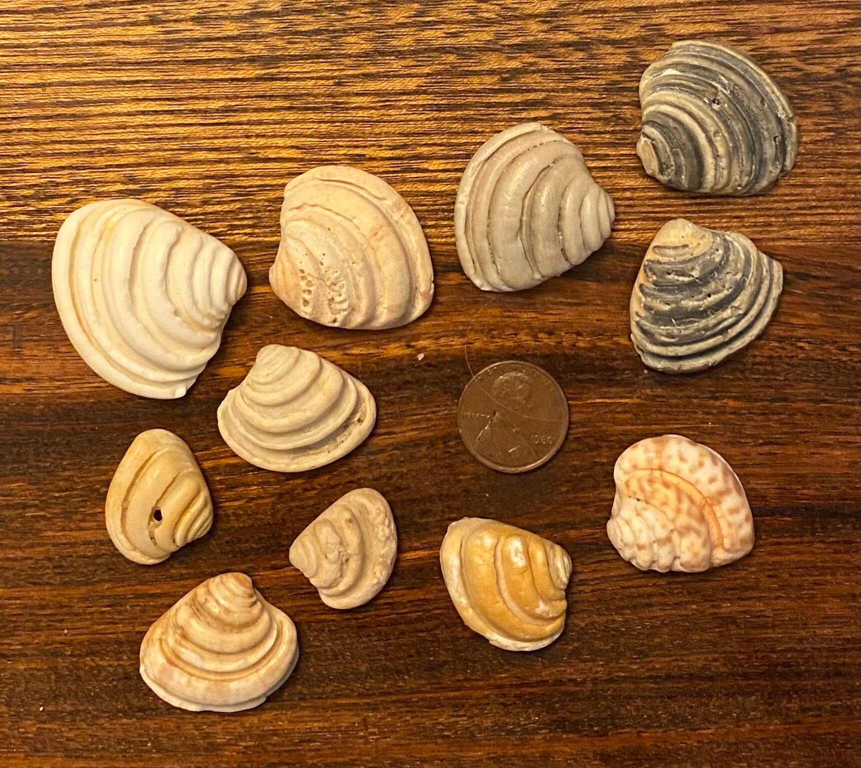 Eleven Imperial Venus Shells - Etsy