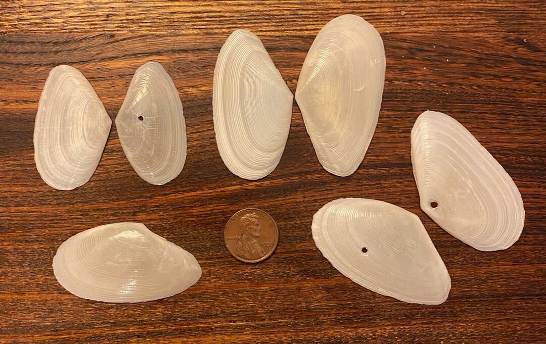 Seven Excellent Large Alternaive Tellin Shells - Etsy
