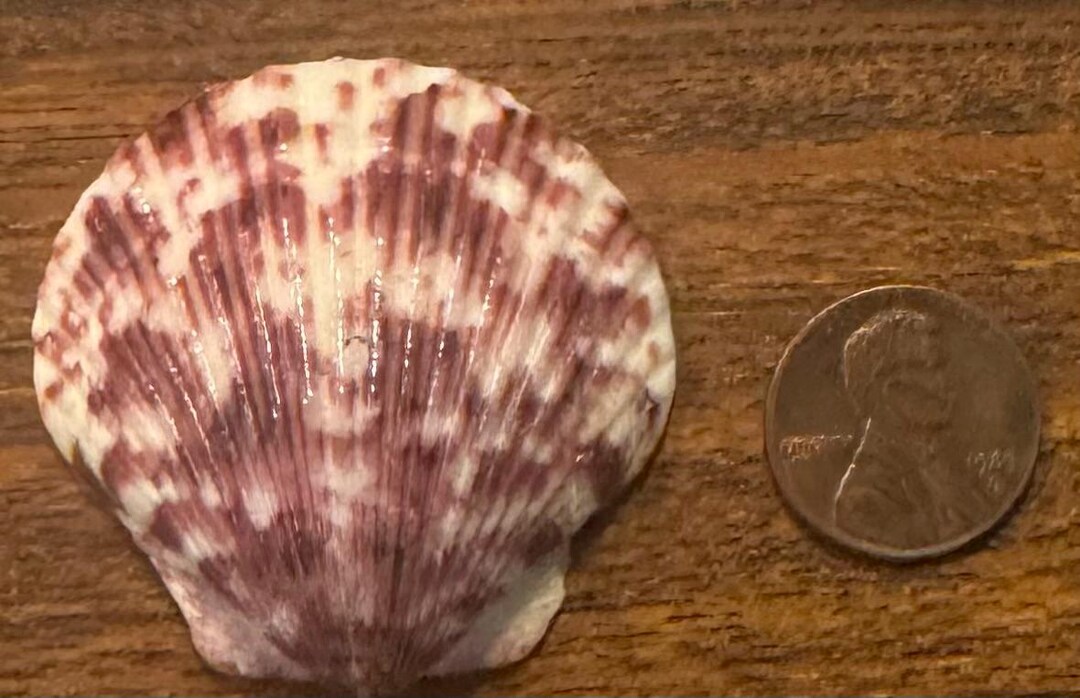 A "fire Pattern- Animal" Scallop Shell - Etsy