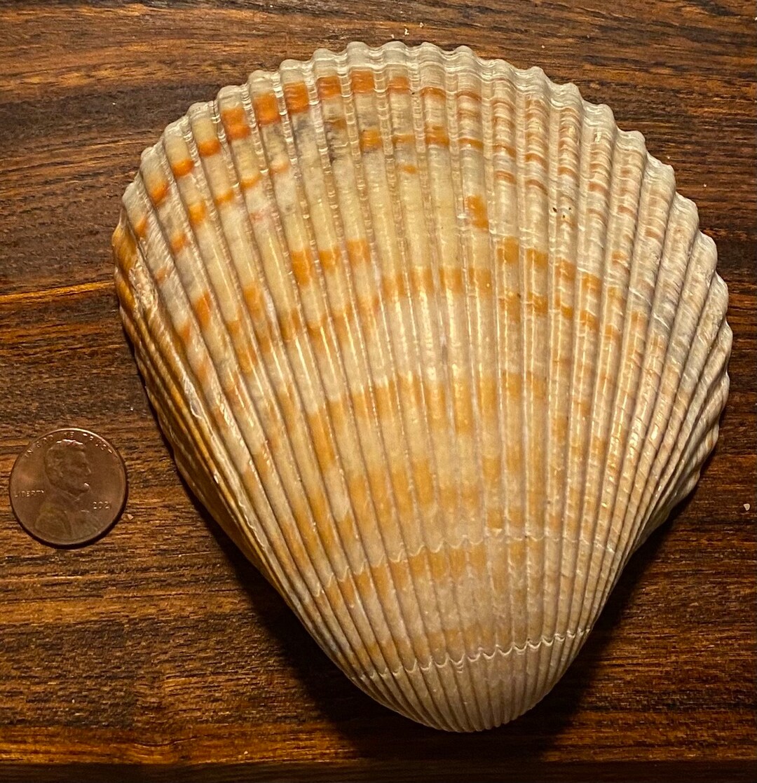 A Giant Cockle Shell - Etsy