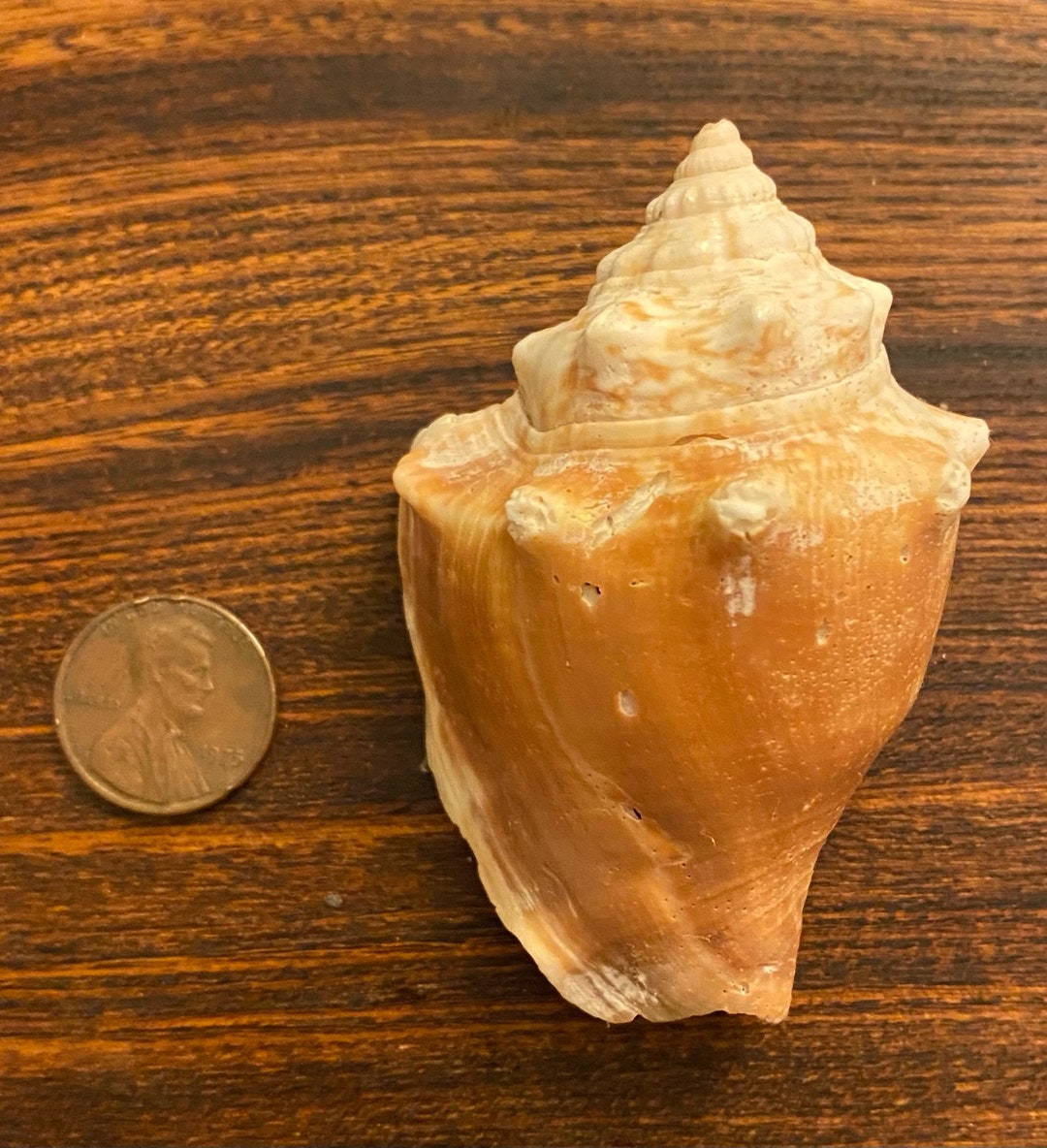 Florida Fighting Conch Shell - Etsy