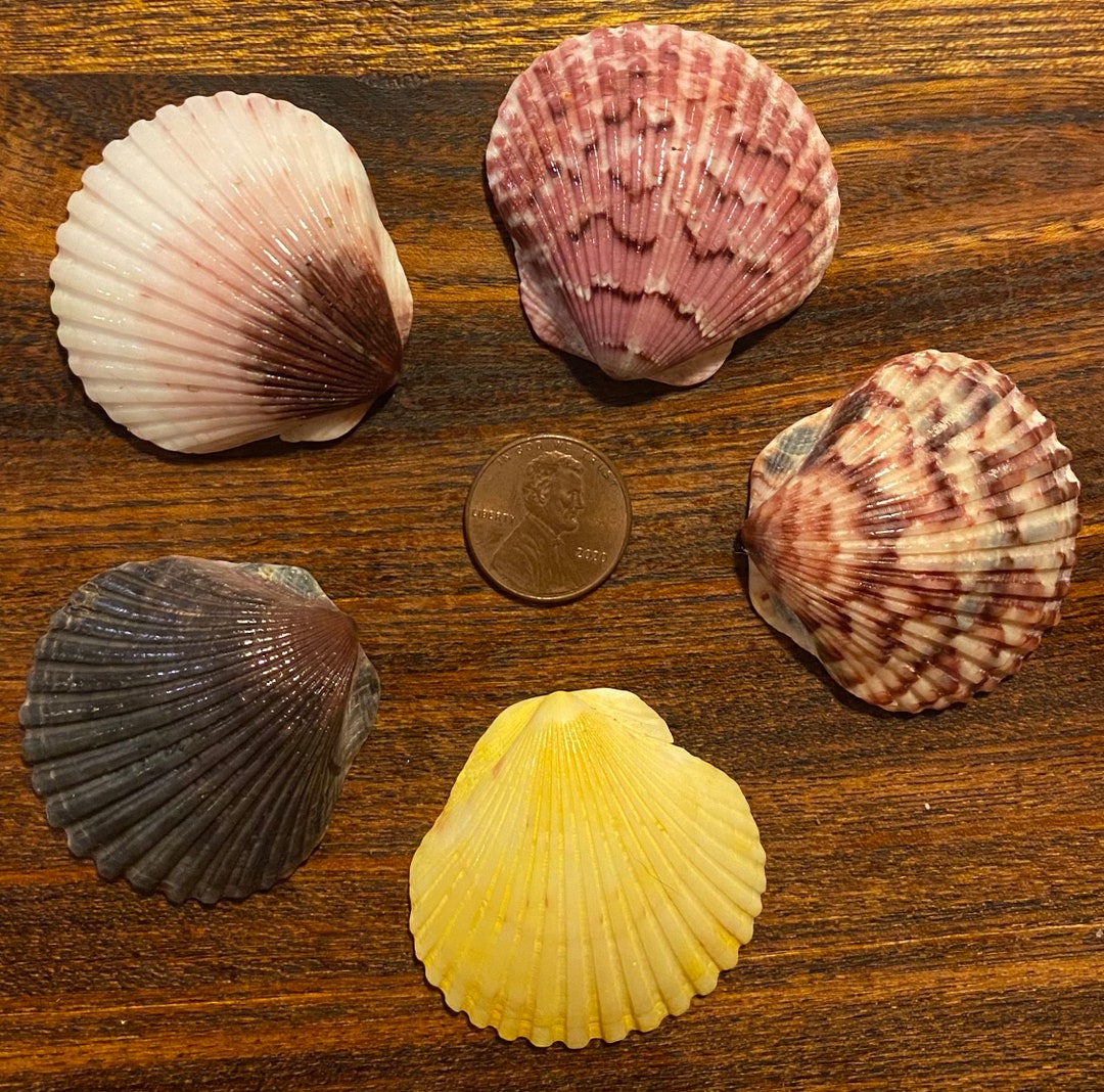 Five of the Best Select Large Scallop Shells - Etsy