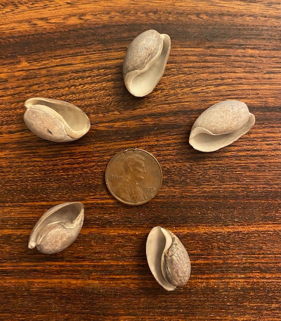 5 Rare Gray Bubble Shells - Etsy