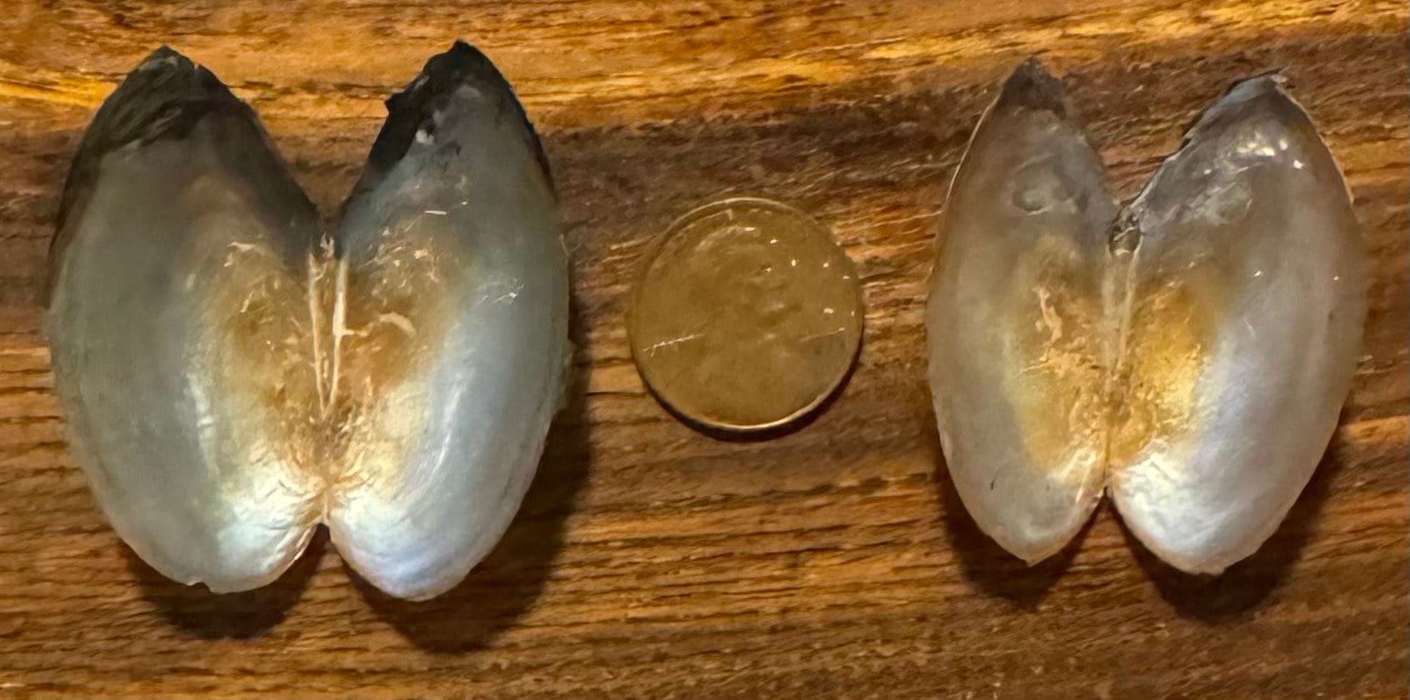 Two Sets of Reflective Marsh Mussel Shells (4 Shells) - Etsy