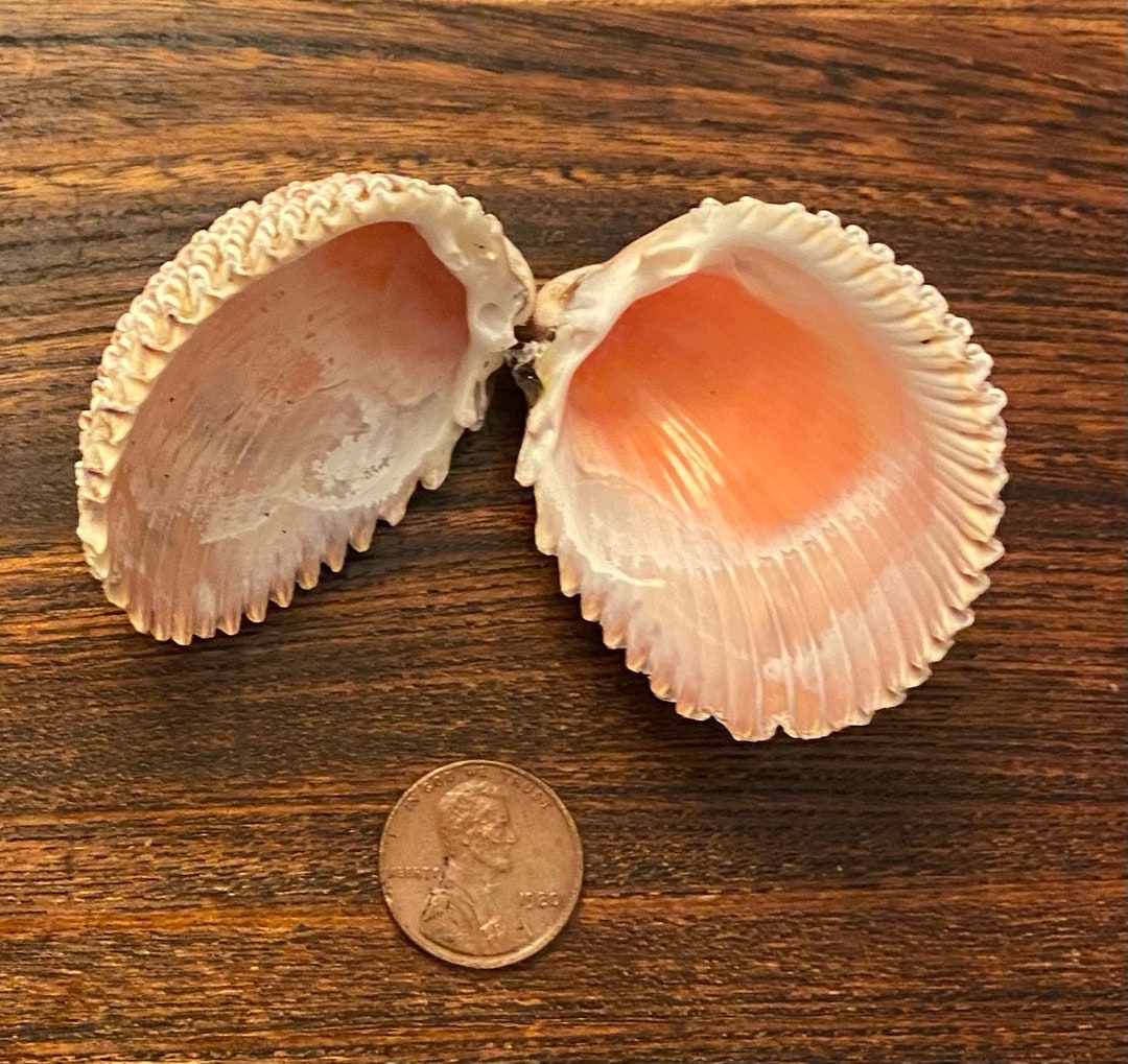 Rare Set of Florida Prickly Cockle Shells - Etsy