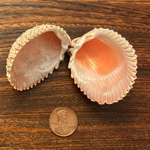 Florida Rare Shells - Etsy