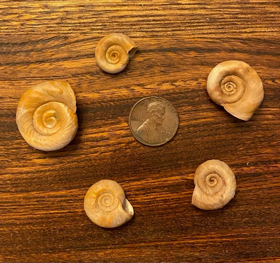 Five Excellent Seminole Ram's Horn Shells - Etsy