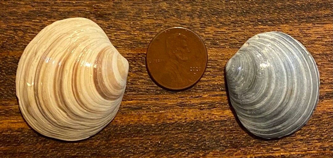 Two Extremely Rare Extinct Semele Shells (millions of Years Old) - Etsy