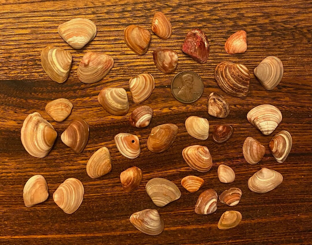 35 Small Red Pastel Surf Shells - Etsy