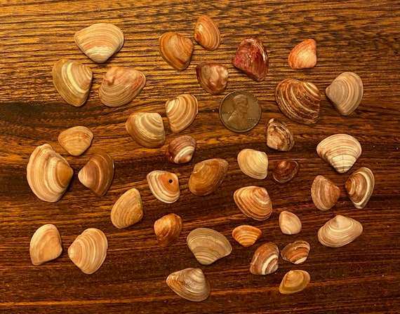 35 Small Red Pastel Surf Shells - Etsy