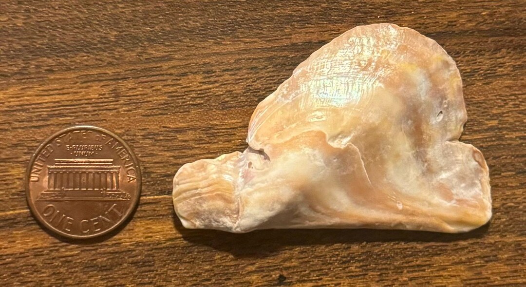 A Large Winged Oyster Shell - Etsy