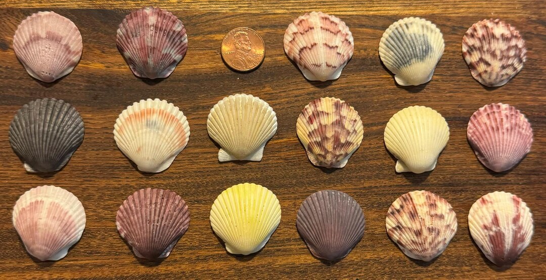 Seventeen Select Medium Scallop Shells - Etsy