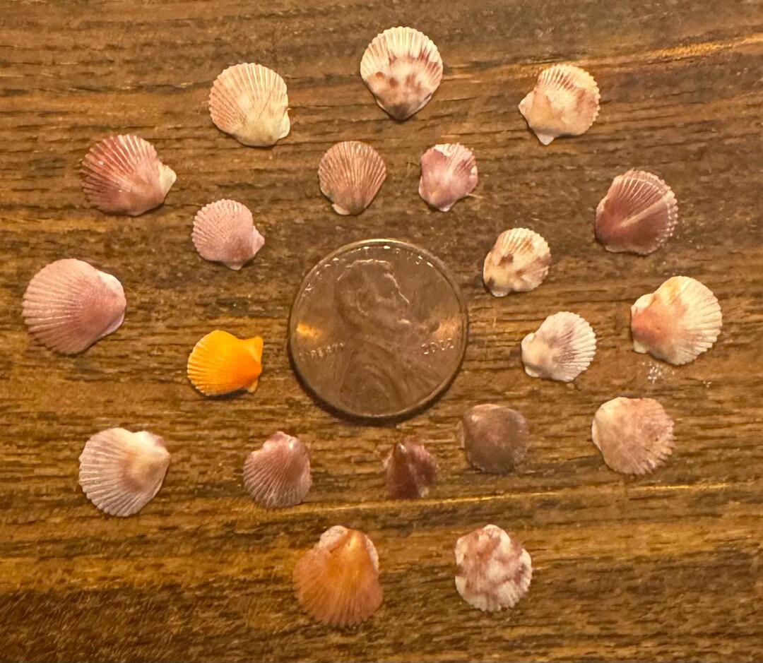 20 of the Smallest Micro Scallop Shells - Etsy