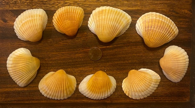 SouthFloridaShells - Etsy