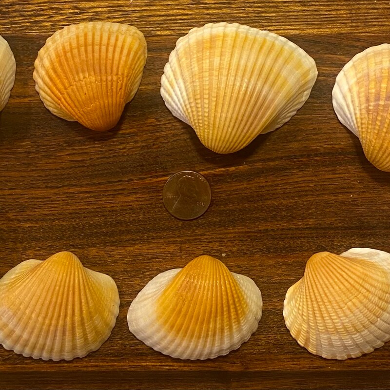 SouthFloridaShells - Etsy