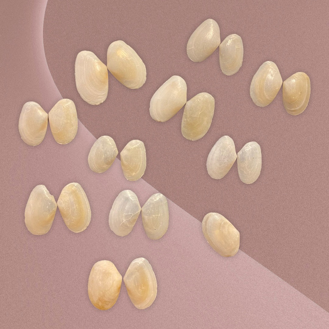 21 Tellin Shells - Etsy