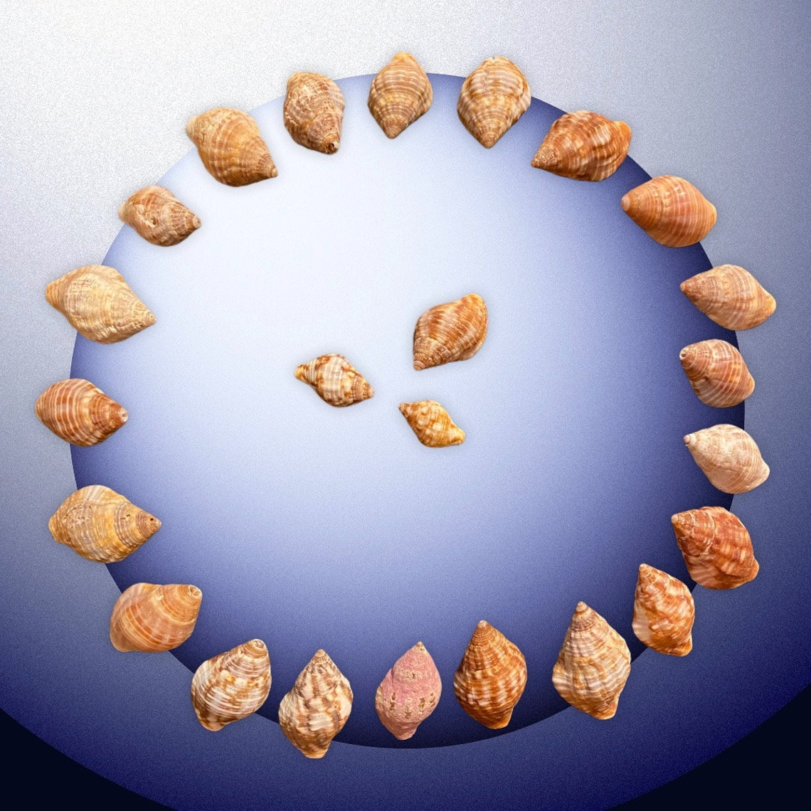 25 Tinted Cantharus Shells | Etsy