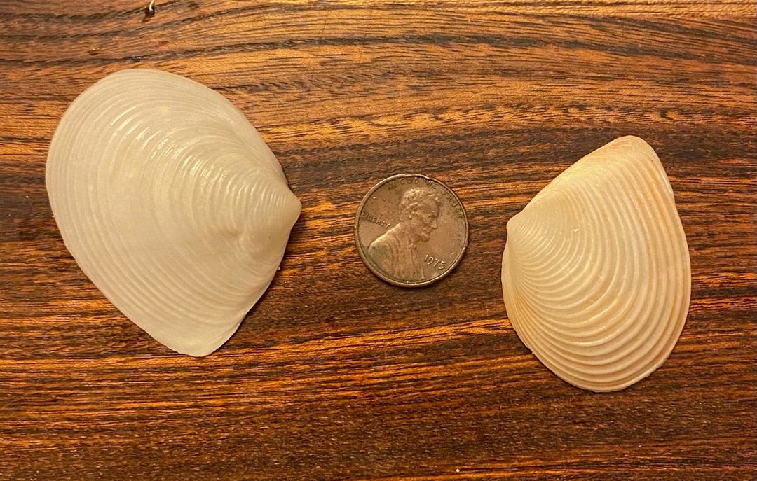 Two Fragile Channeled Duck Shells - Etsy