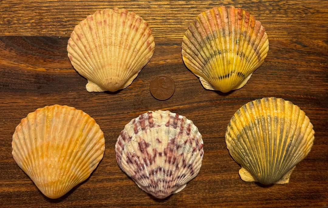 Five Jumbo Scallop Shells - Etsy