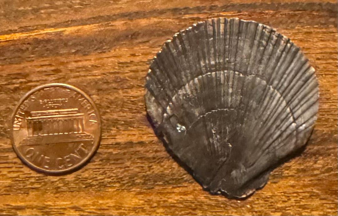 A Rare Black Flat Scallop Shell - Etsy