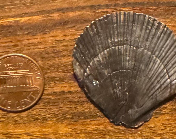 A Rare Black Flat Scallop Shell - Etsy
