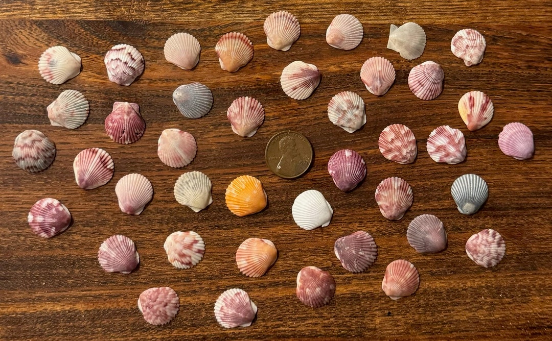 41 Assorted Micro Scallop Shells - Etsy