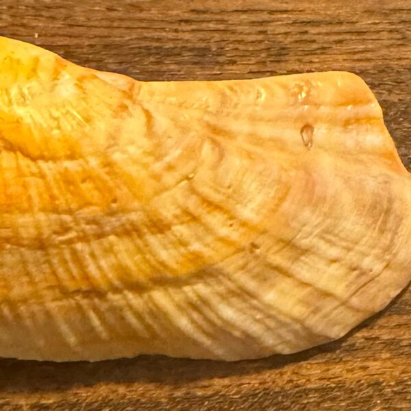 Turkey Wing Shells - Etsy