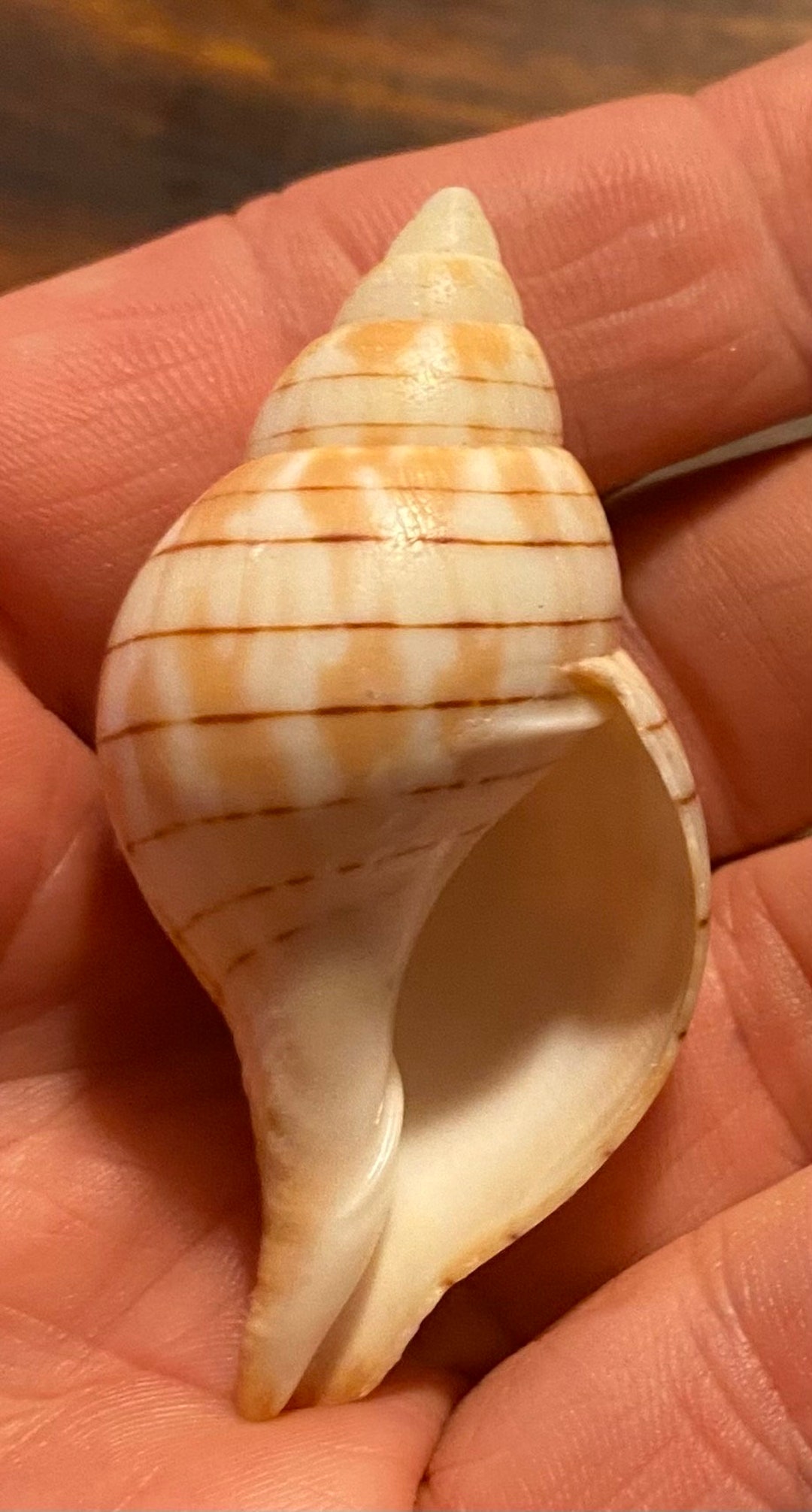 A Beautiful Banded Tulip Shell - Etsy