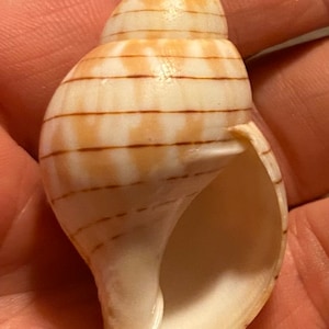 A Beautiful Banded Tulip Shell - Etsy