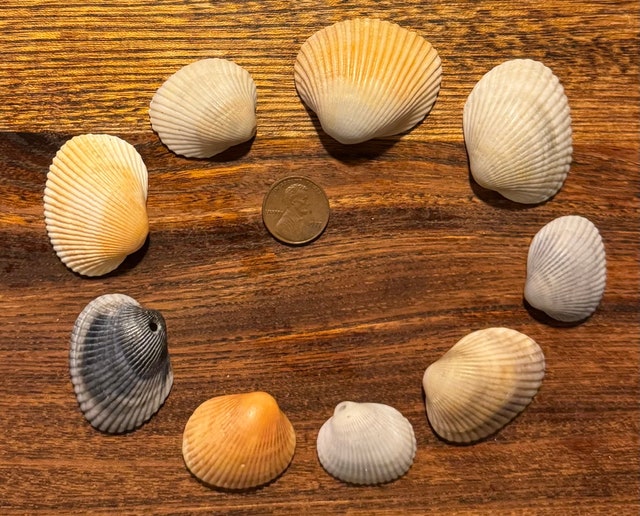 SouthFloridaShells - Etsy