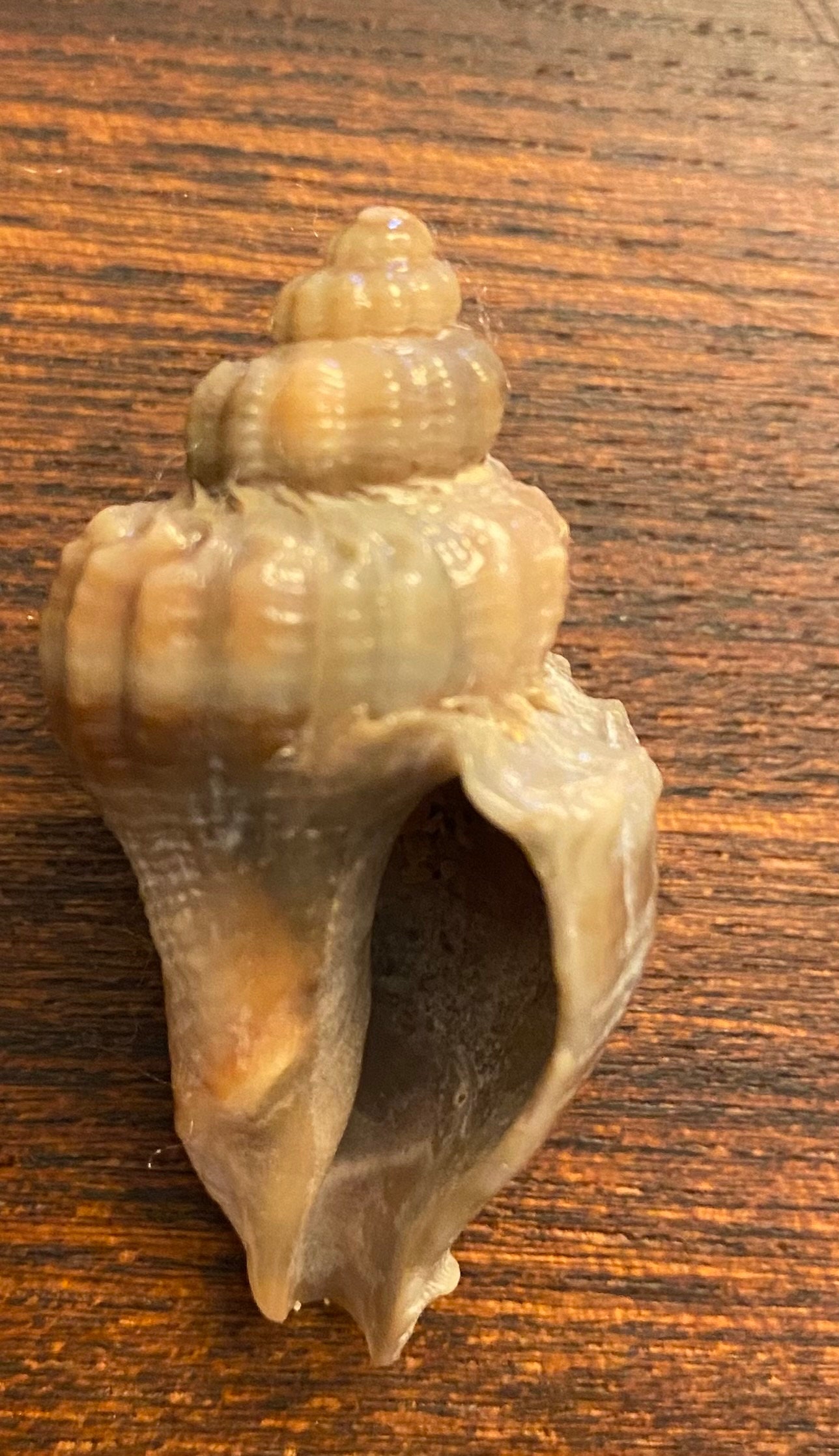 Nine Kings Crown Conch Shells - Etsy