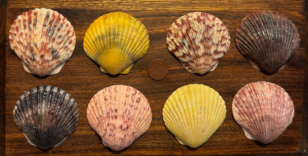 Eight Jumbo Scallop Shells - Etsy