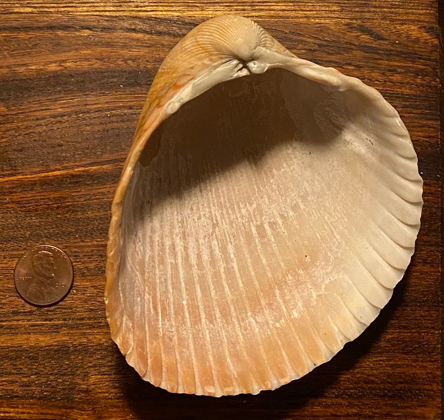 A Giant Cockle Shell - Etsy