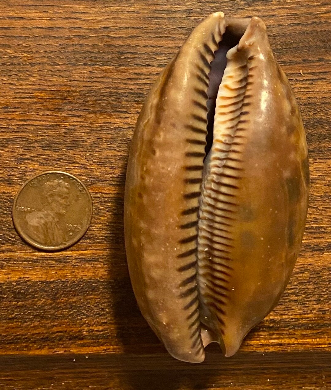 One Striped Cowrie Shell - Etsy