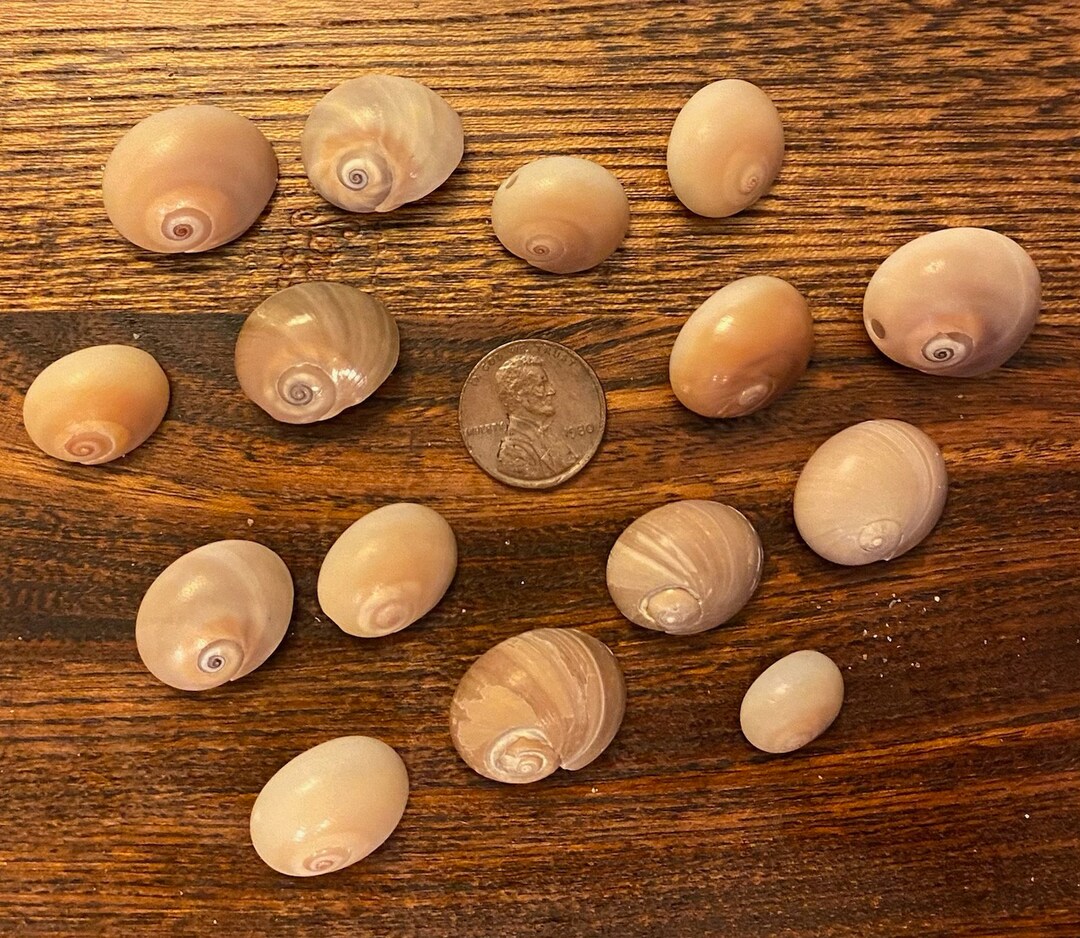 Fifteen Small Shark Eye Shells - Etsy