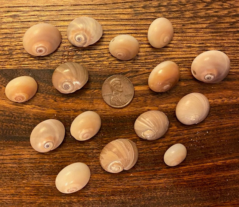 Fifteen Small Shark Eye Shells - Etsy