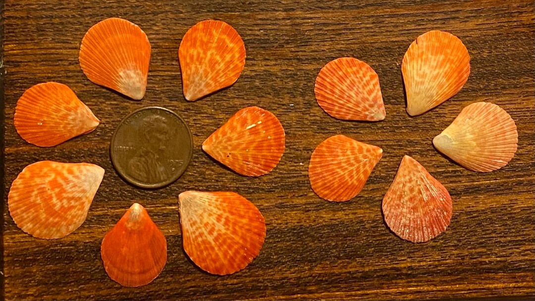 Eleven Orange Teardrop S. Scallop Shells - Etsy
