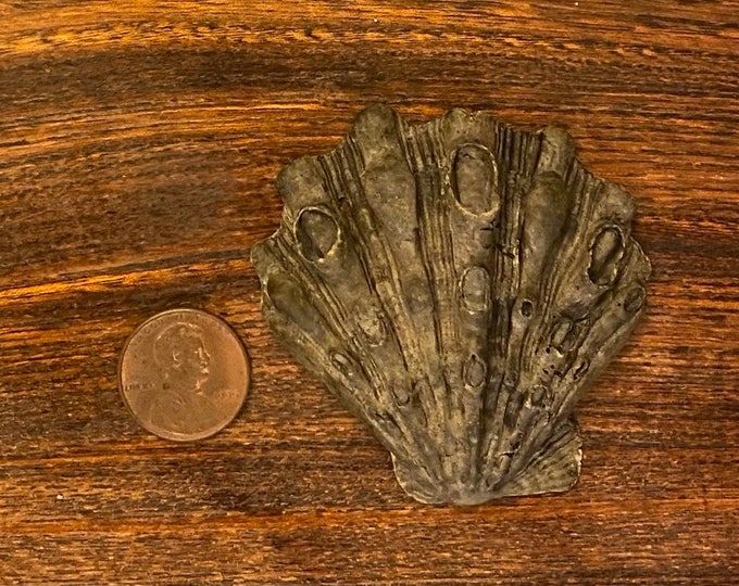 Very Rare Black Lion's Paw Shell - Etsy